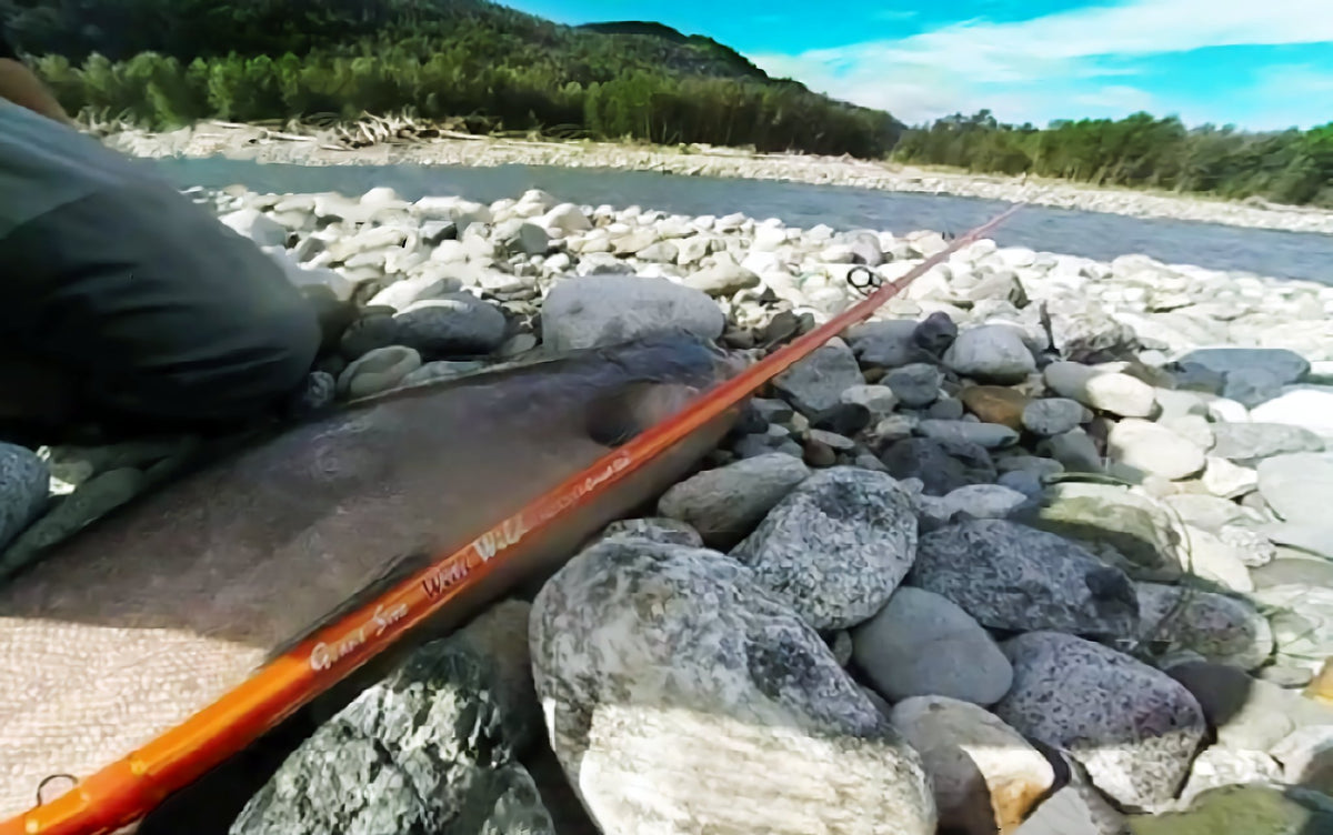 Wild Orange Giant – Carrot Stix